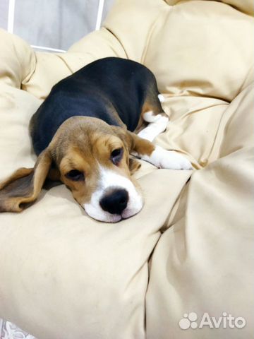 Бигль, девочка, привита, документы РКФ