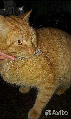Ласковый рыжий котик ищет дом