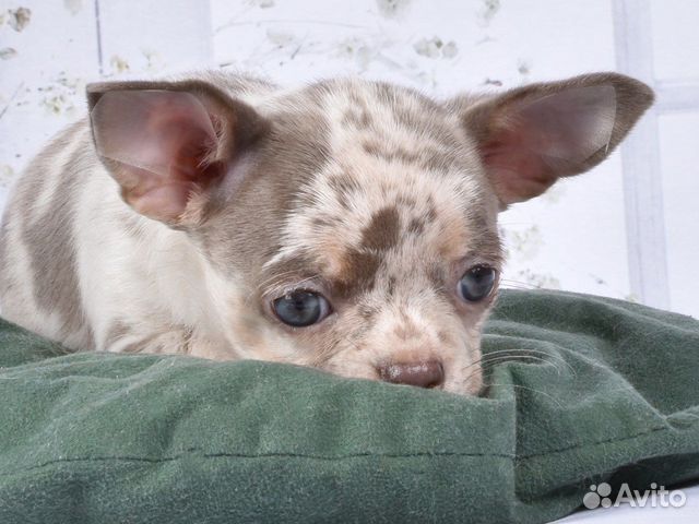 Щенки чихи мерль