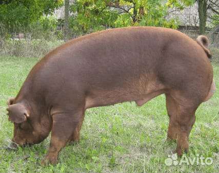 Услуги племенного хряка Дюрок