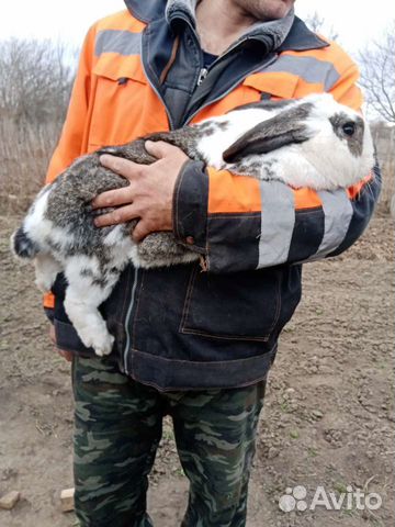 Кролик самец