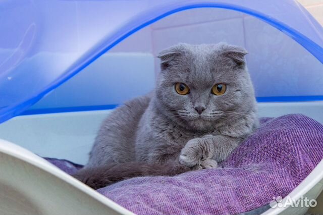 Стерилизованная кошечка Тина