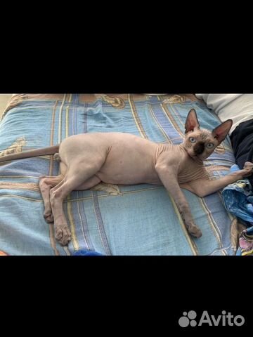 Канадский сфинкс вязка