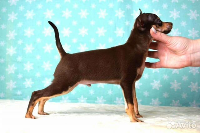 Мраморный тойчик