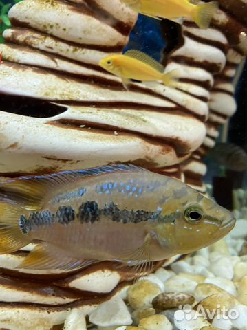 Цихлида сальвини