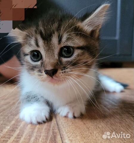 Сибирская кошка