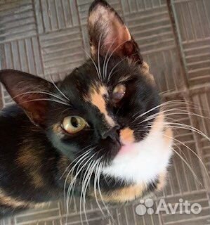 Кошка -счастье Принцесса 1 год Отдам