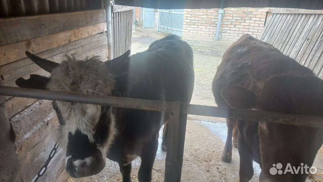 Бычки и быки