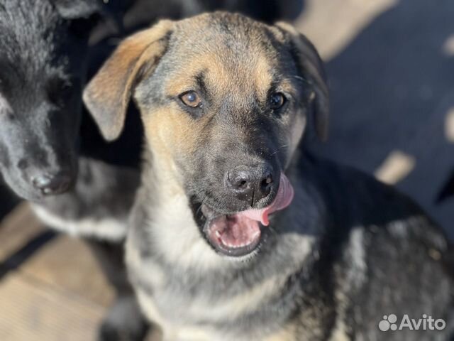 Щенок Рэм 3 мес привит Привезем