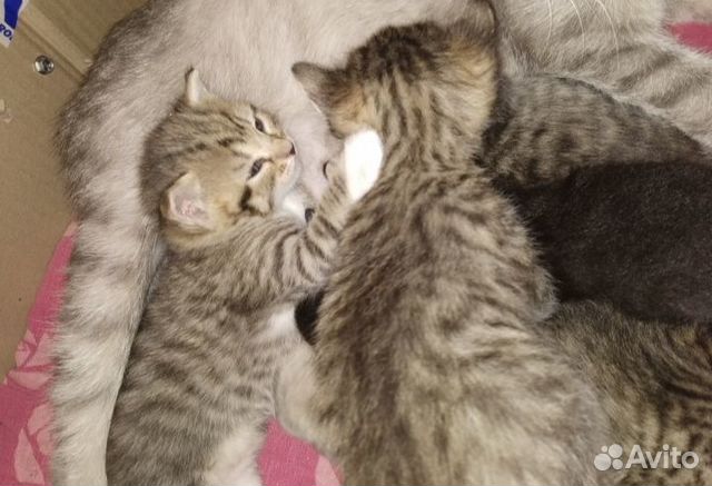 Котята в добрые руки