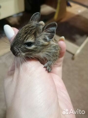 Дегу малыши