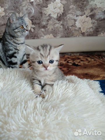 Шотландские вислоухие котята мраморные