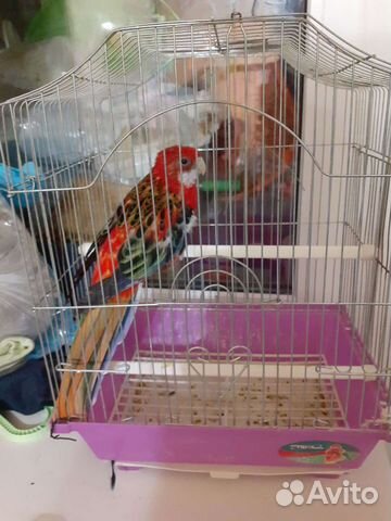 Попугай розелла самец