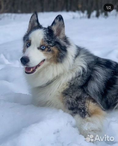 Австралийская овчарка