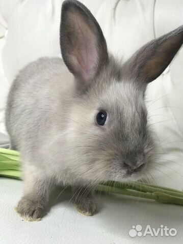Кролик карливовый Германия