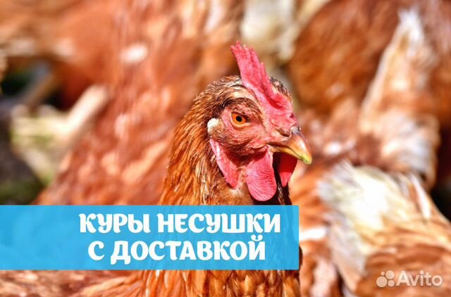 Куры несушки