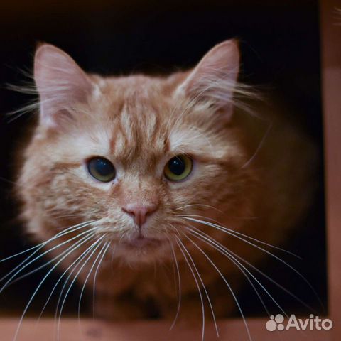 Рыжий пушистый домашний кот