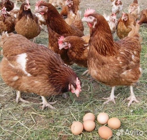 Куры молодки несушки браун,легорная