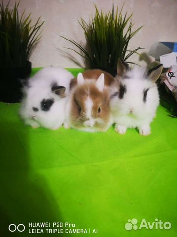 Кролик карликовый Львиноголовый