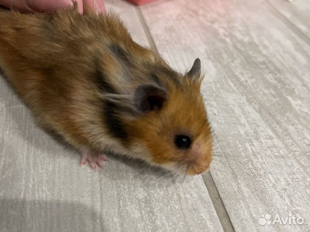 Отдам в добрые руки