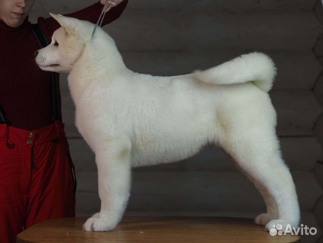 Американская акита