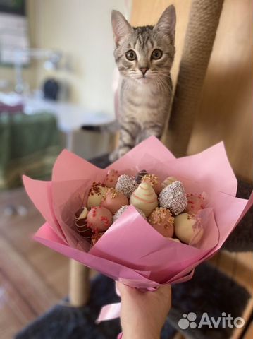 Случка кошки