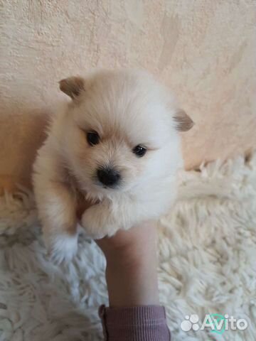 Собака немецкий шпиц