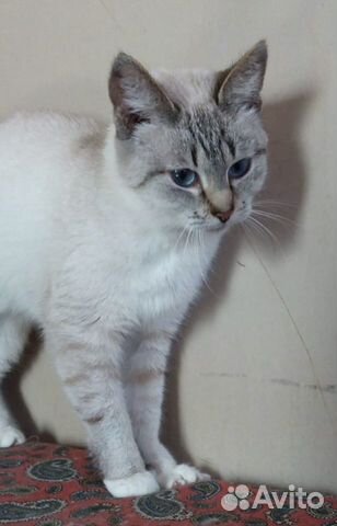 Тайская кошка сирота Ириска 2 года в дар