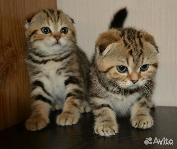 Шотландская мраморная вислоухая кошечка Берта