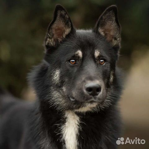 Собаки бесплатно