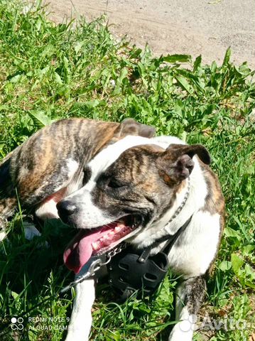 Собака в добрые руки отдам бесплатно