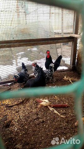 Карликовые куры