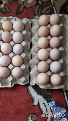 Продам инкубационные яйца