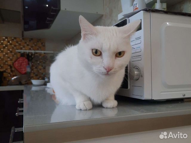 Кот в добрые руки