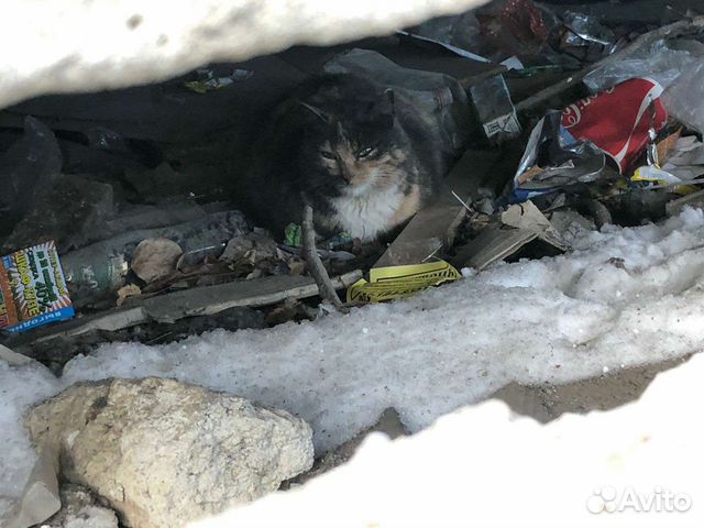 Беременная кошка помощь пристрой