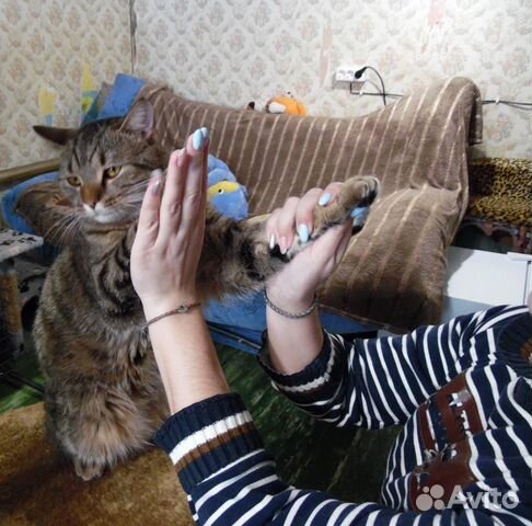 Котик в добрые руки
