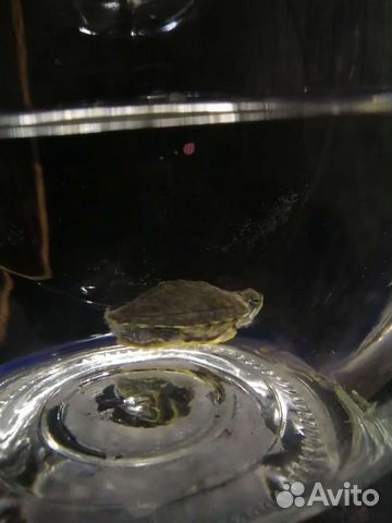 Красноухая маленькая черепашка