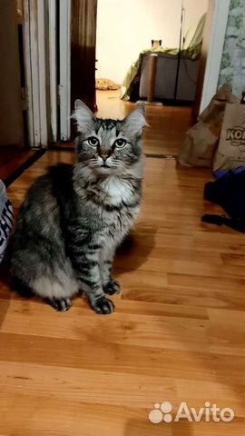 Кот Тима 3 года