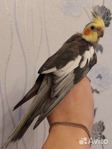 Попугай корелла ручной