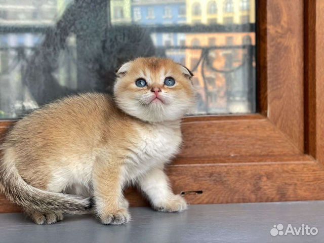 Шотландские вислоухие котята