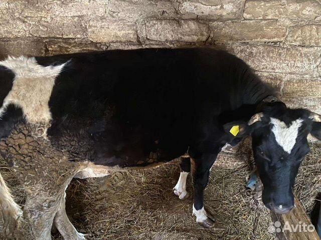 Телка тельная