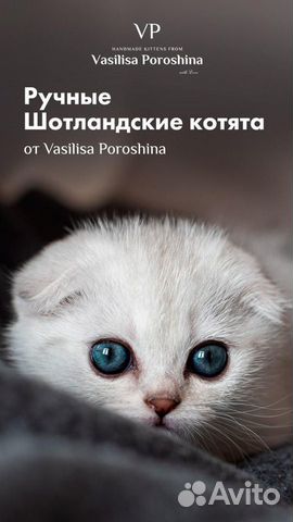 Шотландские котята