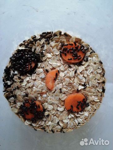 Жуки знахари / личинки жуков-знахарей - корм