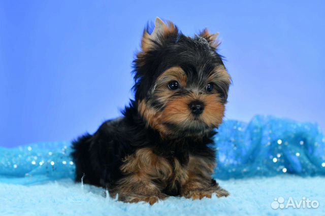 Стандартный мальчик йорк - Патрик