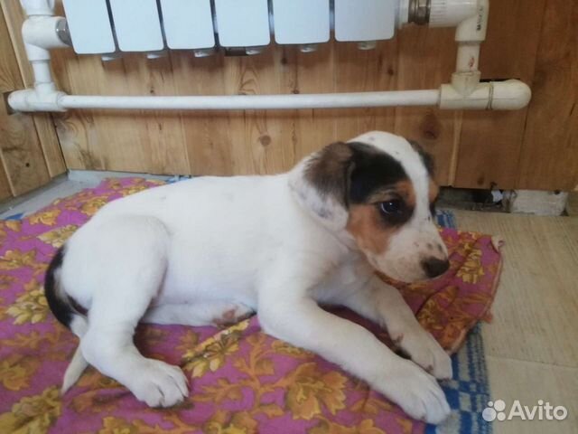 Эстонская гончая щенок бесплатно