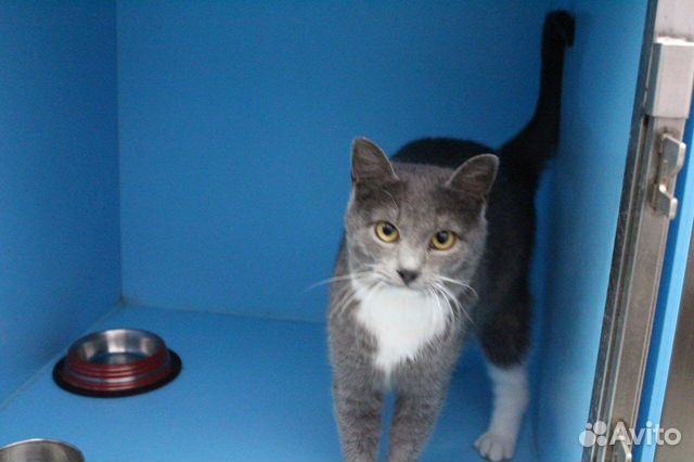 Котенок Сладус 10 месяцев