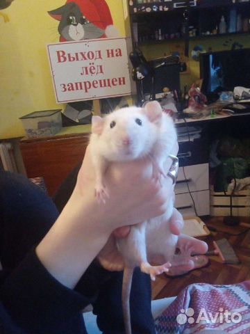 Крысы в добрые руки