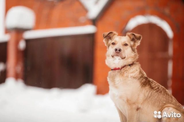 Собака метис с аусси в добрые руки
