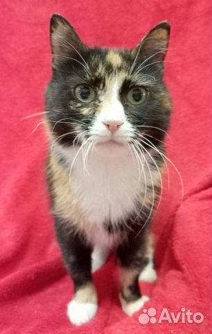 Кошечка Сьюзи