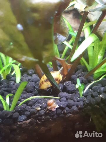 Улитка clithon diadema с шипами (неритина)